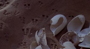 Canon Deep Dive: The Three Subspecies of Velociraptor in Jurassic World ...