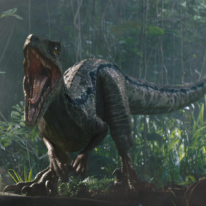 Velociraptor Incident