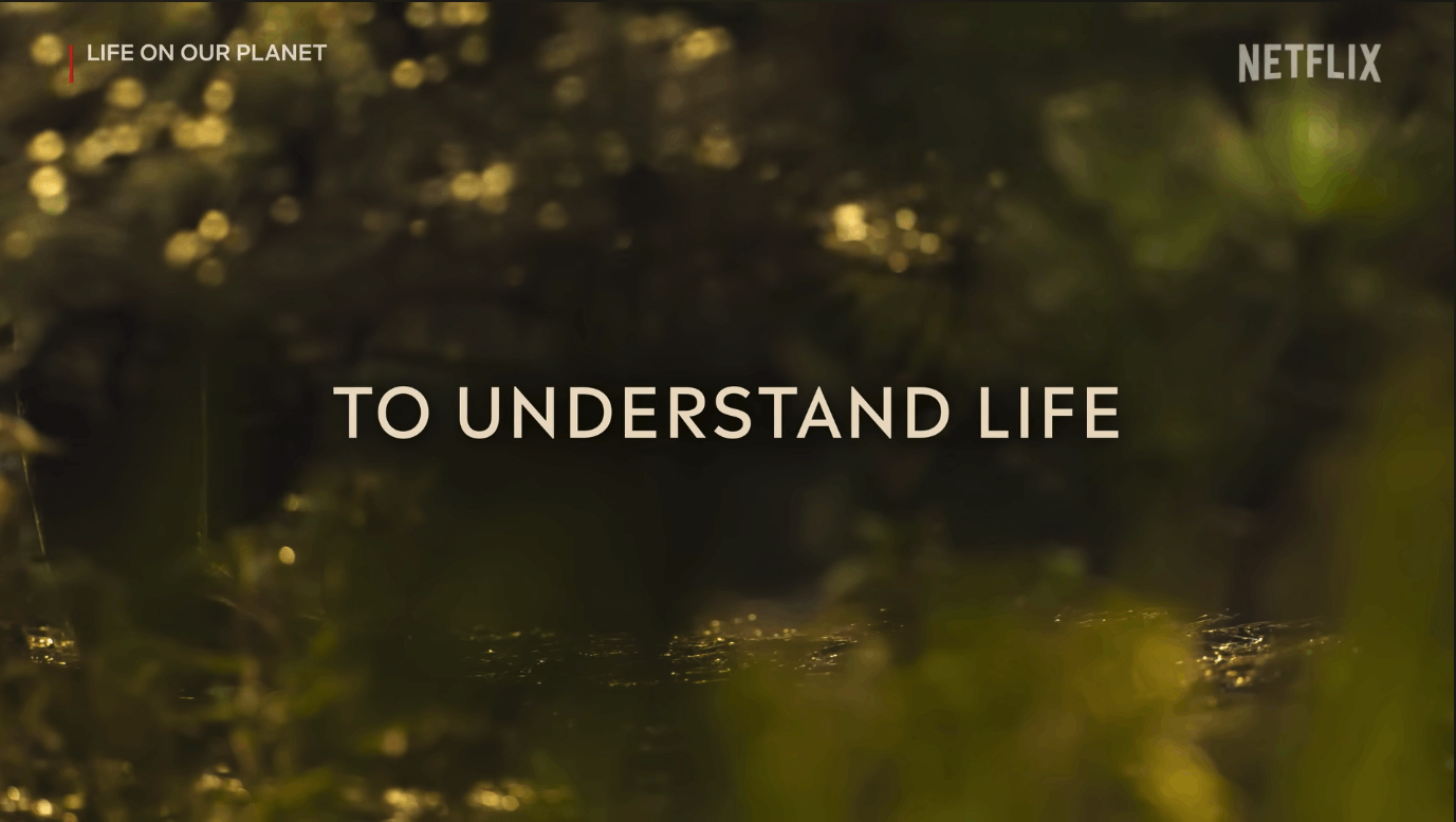 Dinosaurs & Prehistoric Creatures in ‘Life On Our Planet’ On Netflix ...